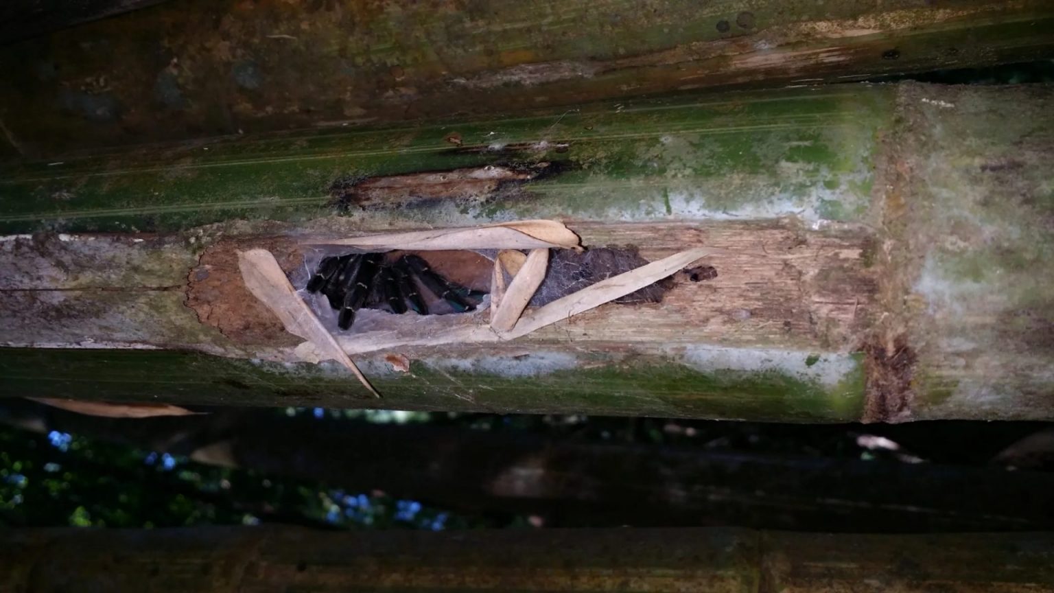 New Species of Spider Lives Solely in and on This One Thing - Nerdist