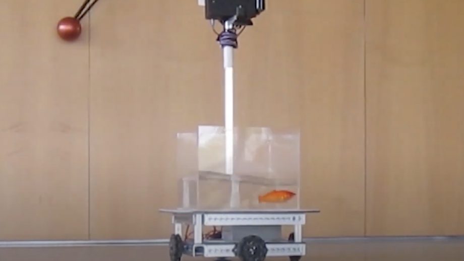 Watch Out for These Goldfish 'Driving' Around on Land - Nerdist