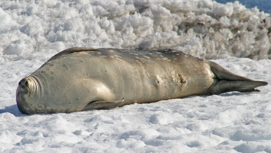 Intrepid Seals In 'Hats' Do Important Science - Nerdist