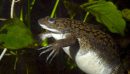 Lab Frogs Regrow Limbs, Opening Door for Regeneration Studies - Nerdist