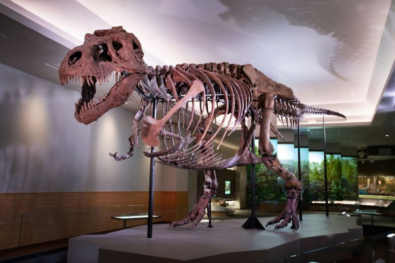 Tyrannosaurus Rex May Actually Be Three Distinct Species - Nerdist