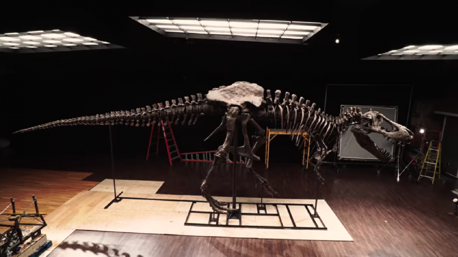 T. Rex Auctioned for $31.8 Million Heads to Abu Dhabi Museum - Nerdist