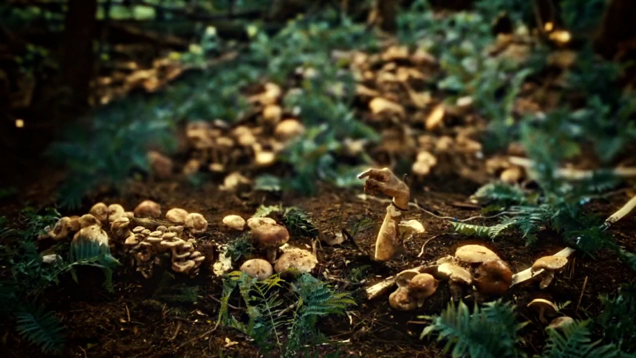 The Fungus Among Us May Have Their Own Mushroom Language - Nerdist