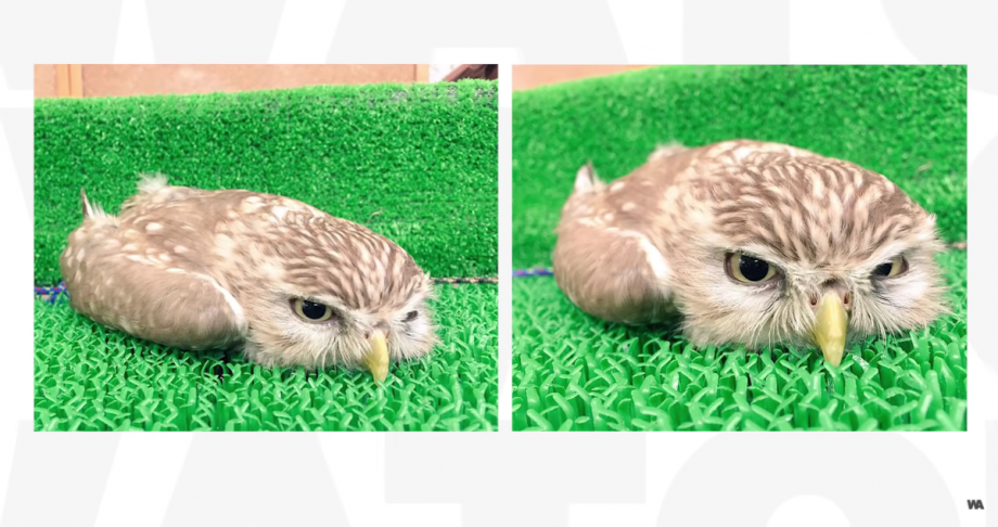 Baby Owls Sleep on Their Tummies, RIP Me - Nerdist