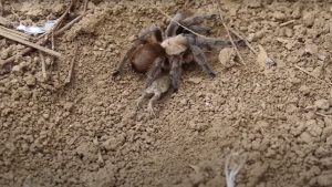 Tarantulas and Their Pet Frogs Offer a Unique Look at Animal Friendship ...