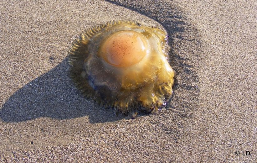 What Happens When You Crack an Egg Underwater? - Nerdist