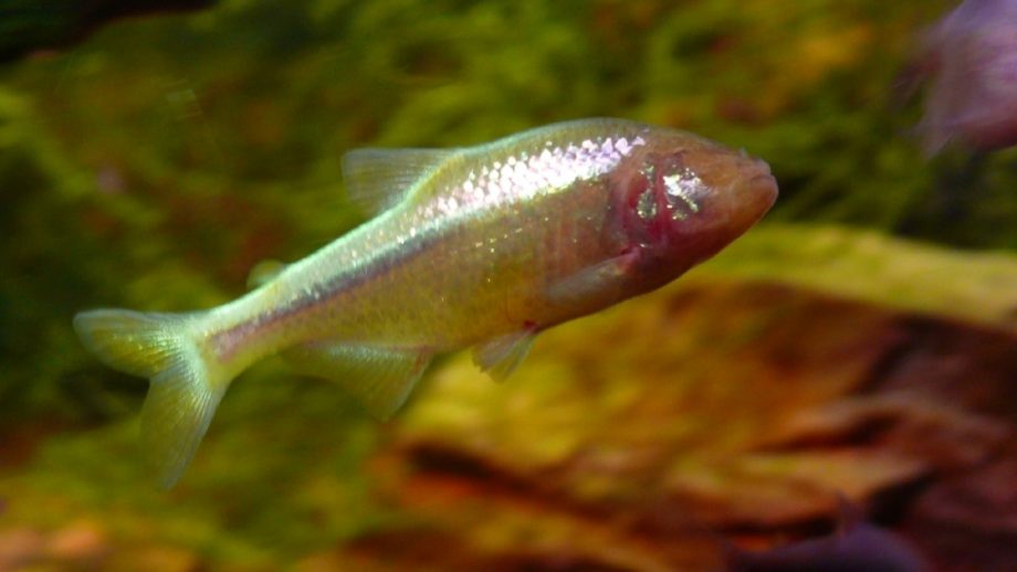 Blind Fish Have Regional Accents Just Like Humans - Nerdist