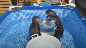 Otters Splashing Around in a Swimming Pool Is a Big Summer Mood - Nerdist