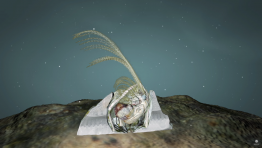 Barnacles' Penises Are Eight Times as Long as Their Bodies - Nerdist