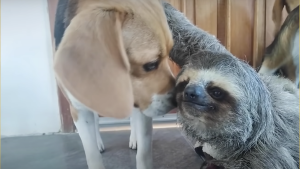 A Beagle Befriended an Injured Sloth and Now They Snuggle - Nerdist