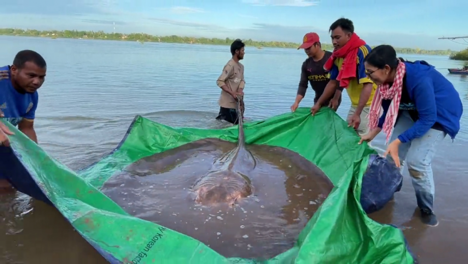 This Scary River Is Home to a 400-Pound Stingray - Nerdist