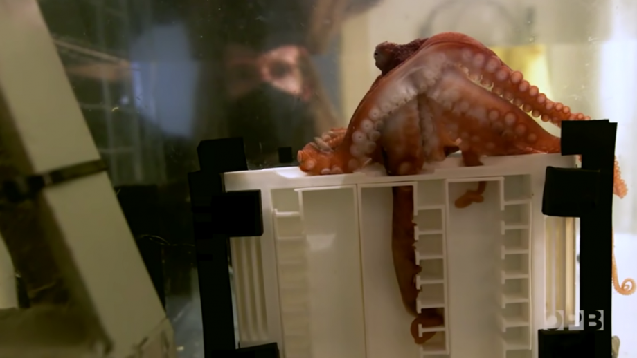 Octopuses May Be the Closest Thing to Aliens We Can Study - Nerdist