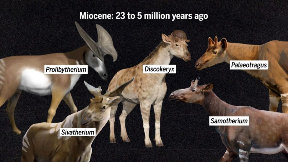 Prehistoric Giraffes Liked to Head-Butt Their Enemies - Nerdist