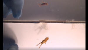 These Tiny Frogs Can’t Jump but They Try Very Hard - Nerdist