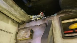 STAR WARS Cargo Bay Has a Ton of Creature Details, Including Porg Poop ...