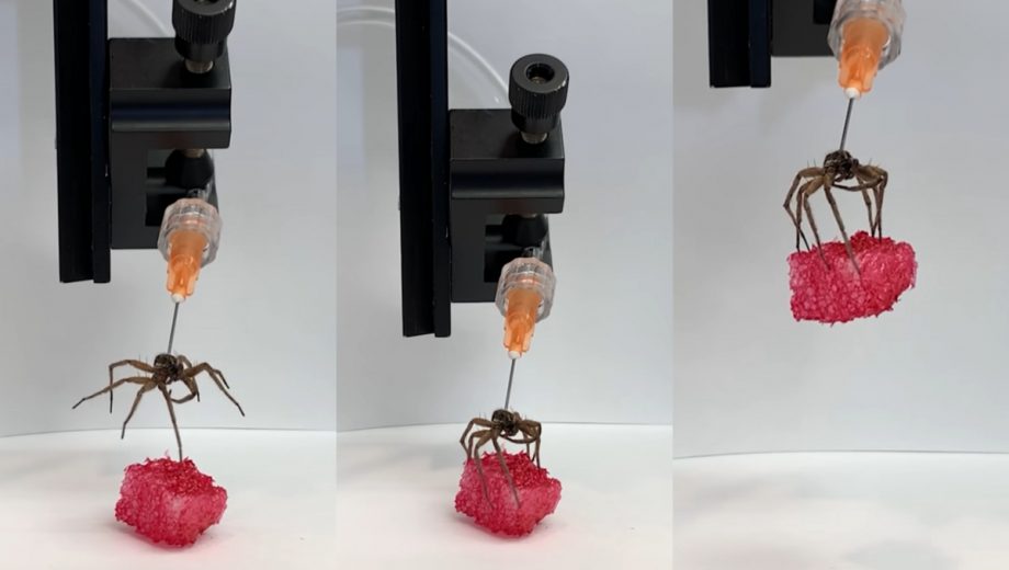 Yes, Scientists Turned Dead Spiders into Robot Gripping Claws - Nerdist