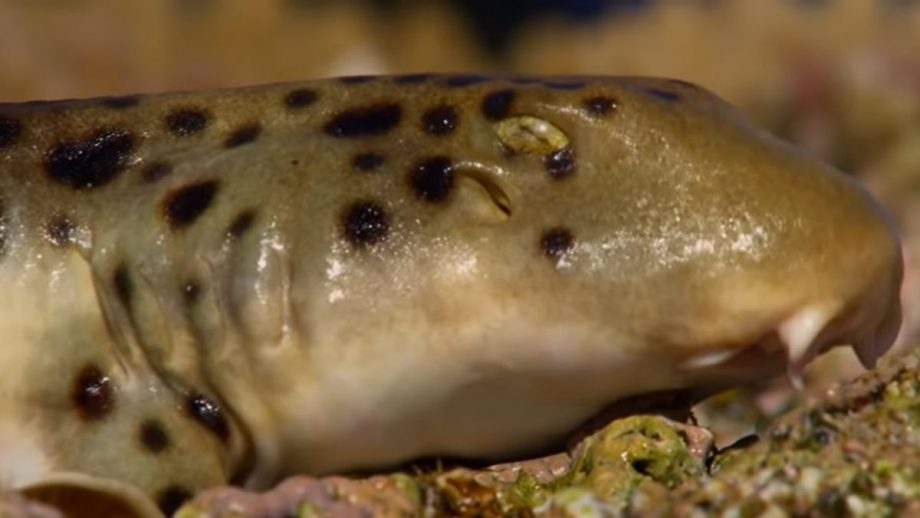 This Very Cute Epaulette Shark Uses His Fins to Walk on Land - Nerdist