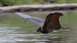 HOUSE OF THE DRAGON Makes Us Wonder What a Dragon Smells Like - Nerdist