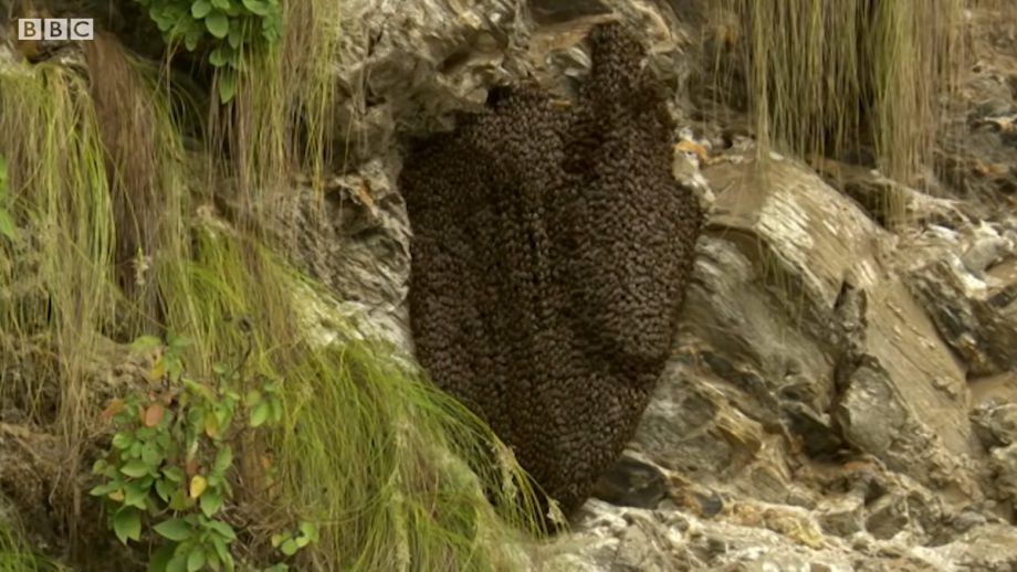 Bees Do the Wave to Defend Themselves and It Is Mesmerizing - Nerdist