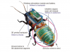 Scientists Can Remotely Control Cyborg Cockroaches... for Reasons - Nerdist