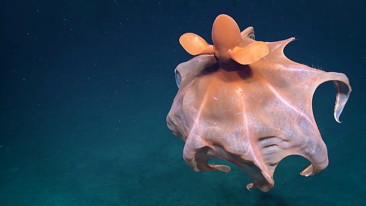 This Sea Octopus Fights Foes by Expanding Like a Circus Tent - Nerdist