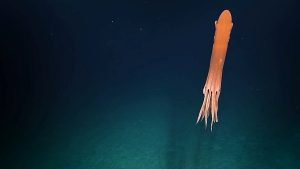 This Sea Octopus Fights Foes by Expanding Like a Circus Tent - Nerdist