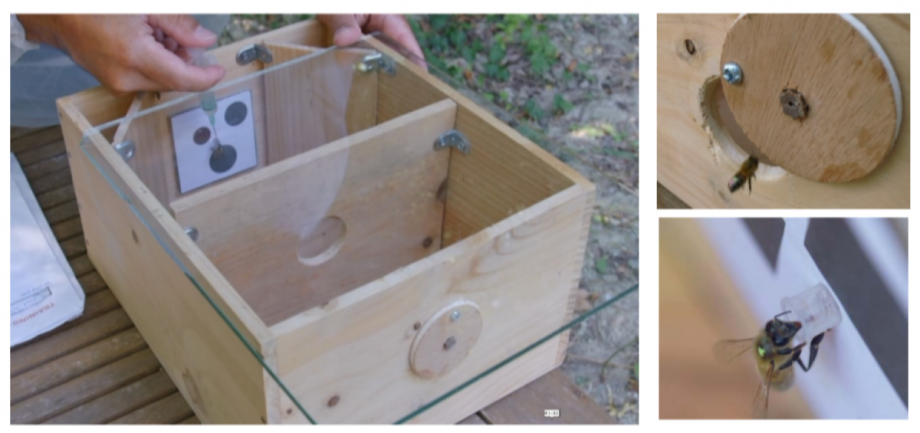 Honeybees Can Count and Order Numbers Left to Right - Nerdist