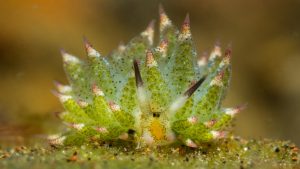 ‘Leaf Sheep’ Sea Slugs Are Animals Using Photosynthesis and Also Pokémon