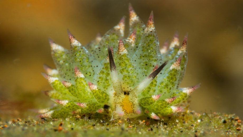 'Leaf Sheep' Sea Slugs Are Animals Using Photosynthesis and Also ...
