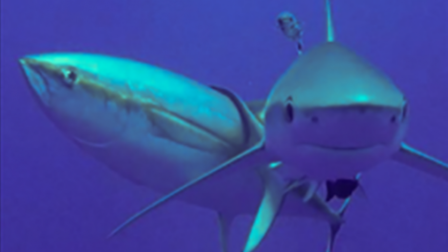 Big Tuna Use Sharks as Scratching Posts and It Works Out Great for ...