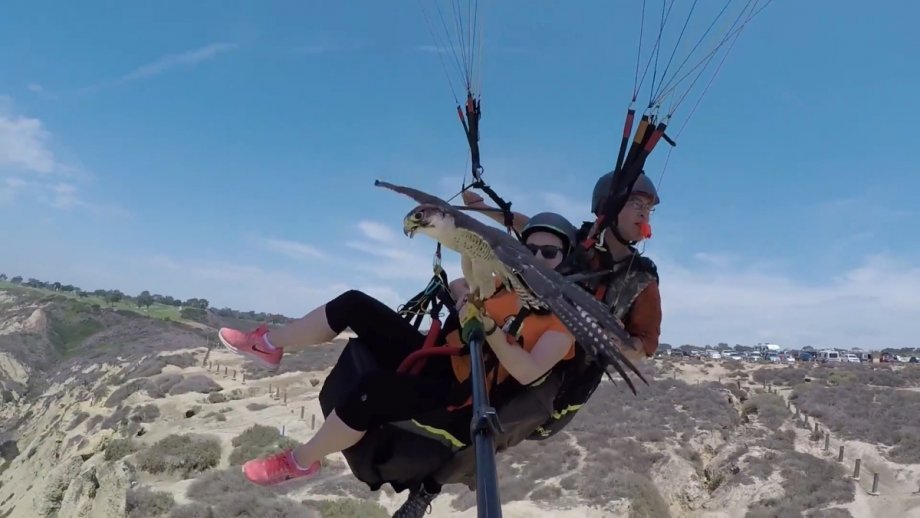 If You've Always Wanted to Fly Like a Bird and With Birds, Parahawking ...