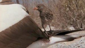 Vampire Finches Feast on the Blood of Other Birds - Nerdist
