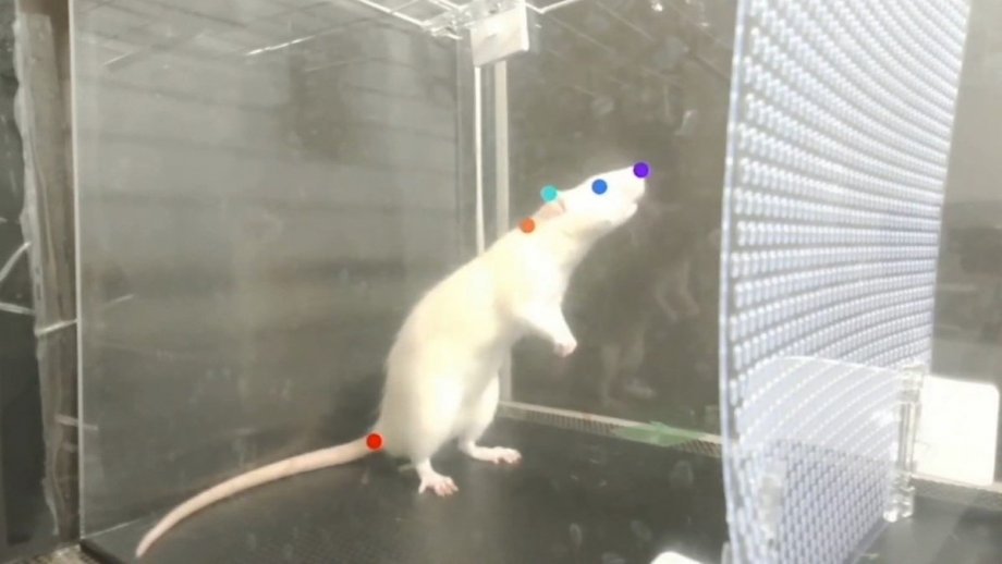 Rats Have Rhythm and Totally Get Down to Lady Gaga and Queen - Nerdist
