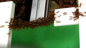 Ants Use Their Bodies to Build Bridges in the Air - Nerdist
