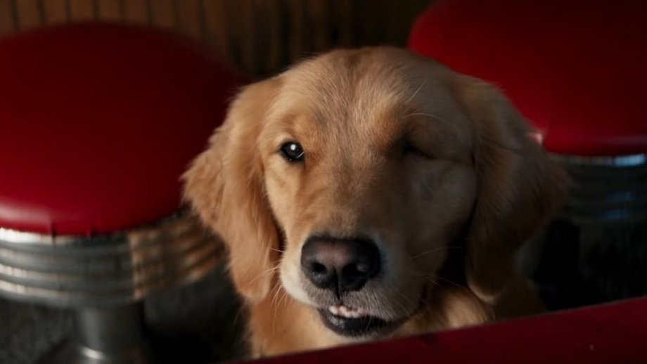 The 10 Best Animals in the MCU, Ranked - Nerdist