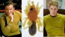 New Spider Species Named After Classic STAR TREK Characters - Nerdist