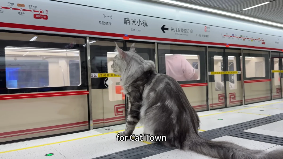 Watching Cats Ride a Cat Subway WILL Improve Your Day (Video) - Nerdist